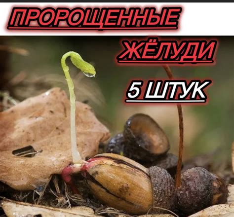 Желуди дуба 5 штук пророщенные - купить с доставкой по выгодным ценам в ...