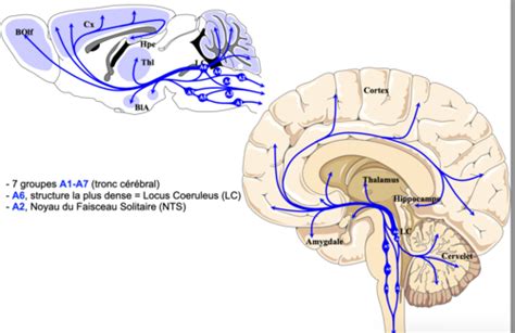 Cours 3 Moreno Synapse Noradrénergique Serotoninergique Cholinergique Cartes Quizlet