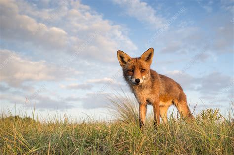 Red Fox In Grassland The Netherlands Stock Image C0428166