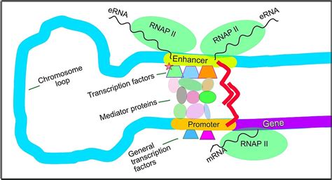 What Is The Difference Between Activator Promoter And Repressor Compare The Difference Between