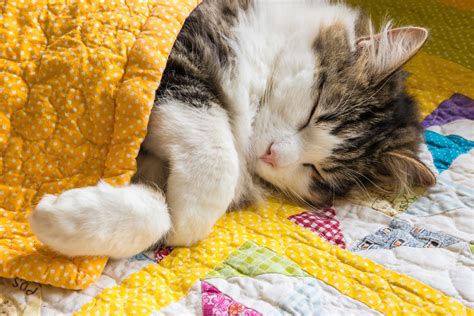 Sleeping Cute Cat