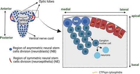 A Drosophila Larval Nervous System Comprising Ventral Nerve Cord