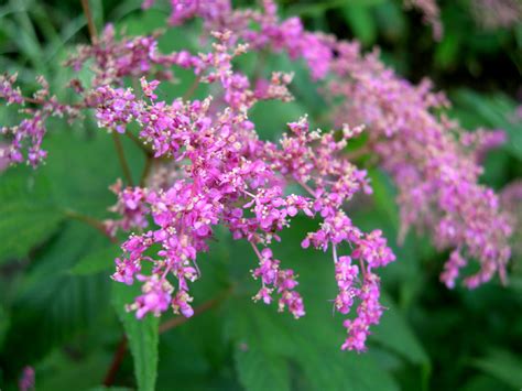 北海道そのへんの花 バラ科 キョウガノコ Filipendula purpurea