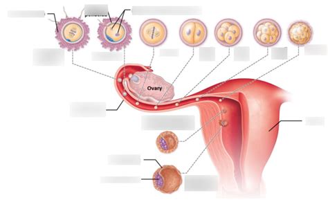 Fertilization And Implantation Diagram Diagram Quizlet
