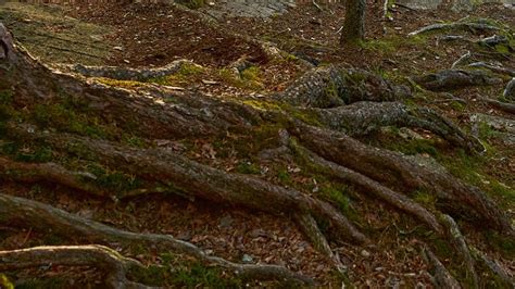 Mapping Tree Root Configurations And Architecture University Of West London
