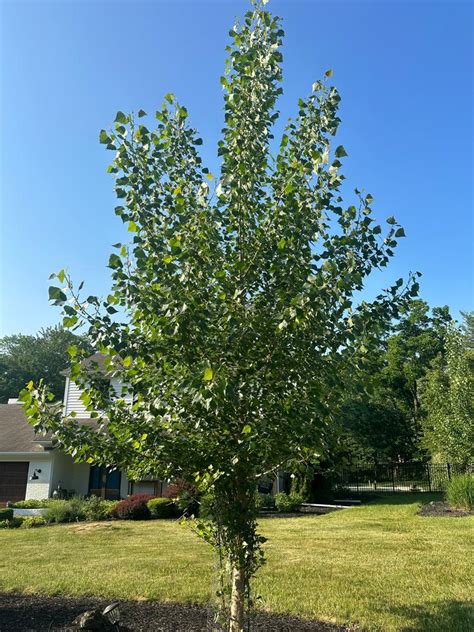 Hybrid Poplar Trees For Sale