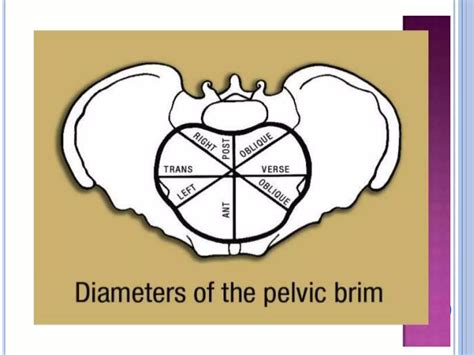 Ppt On Pelvis Pptx