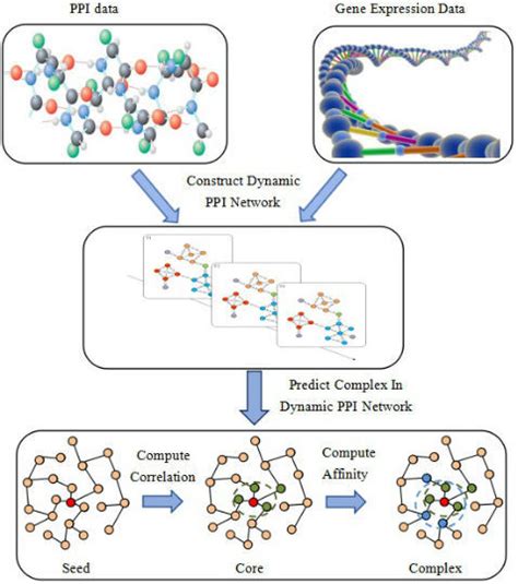 molecules free full text neighbor affinity based core attachment method to detect protein