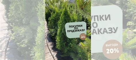 Туя 2м купить в Москве | Товары для дома и дачи | Авито