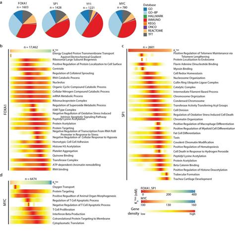 Concentration Dependent Binding Of Transcription Factor Target Genes Download Scientific