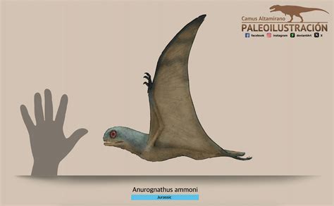 Anurognathus Ammoni By Camusaltamirano On Deviantart
