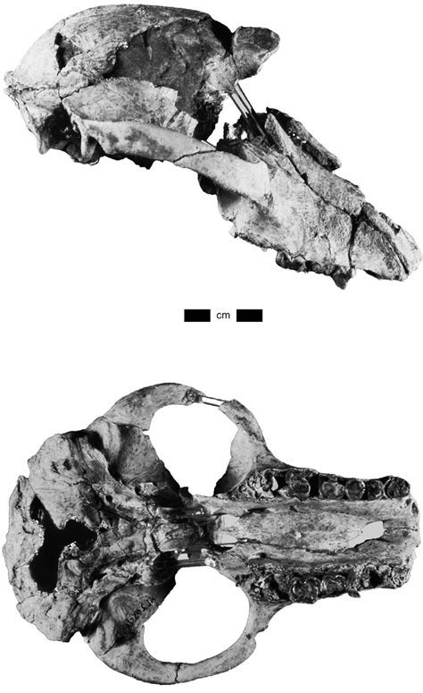 13 Theropithecus Theropithecus Darti Lateral And Basal Views Of Male