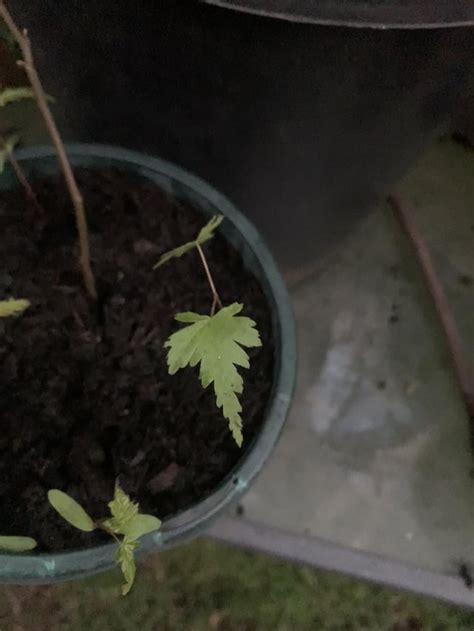 Is This A Japanese Maple Seedling Rplantidentification