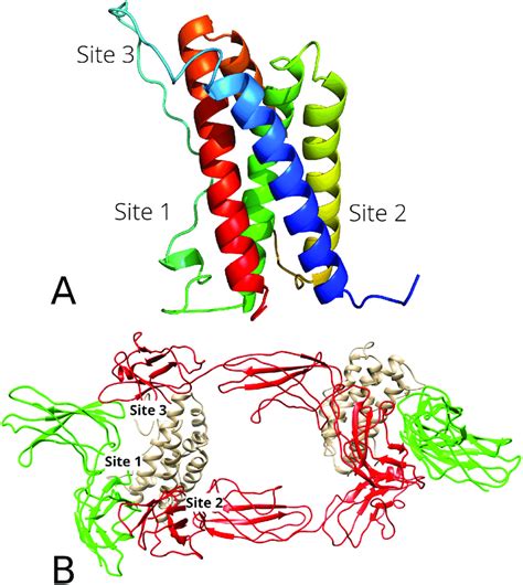 Binding Sites Of The Il 6 According To [74] A And Il 6 Receptor