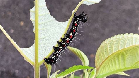 Invasive Ramie Moth Detected On Kauaʻi Targeting Māmaki Kauai Now