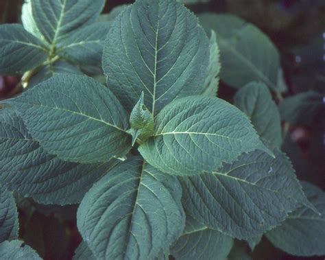 Hydrangea Macrophylla Landscape Plants Oregon State University