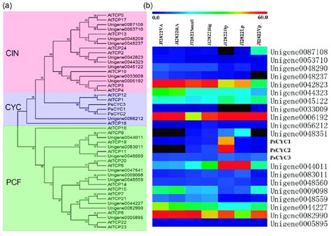 A Neighbor Joining Consensus Tree And The Expression Patterns Of Tcp
