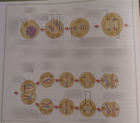 Biologie Meiose Diagram Quizlet