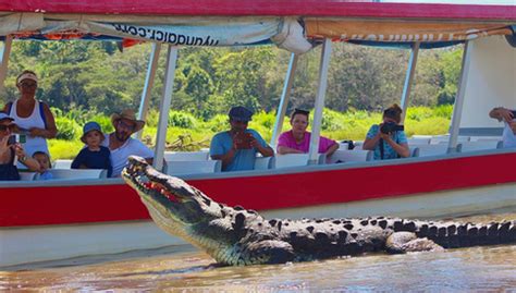 The Crocodile Bridge Boat Adventure Daily Crocodile Boat Tours
