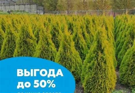 Туя 180 см | Festima.Ru - Мониторинг объявлений