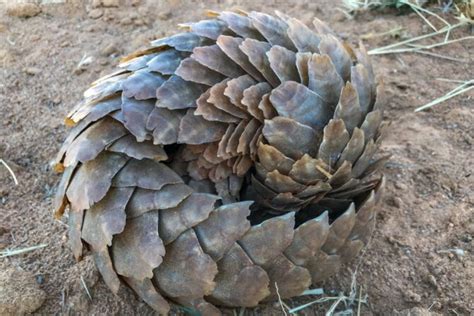 Pangolins Facts Characteristics Behavior Diet Habitat
