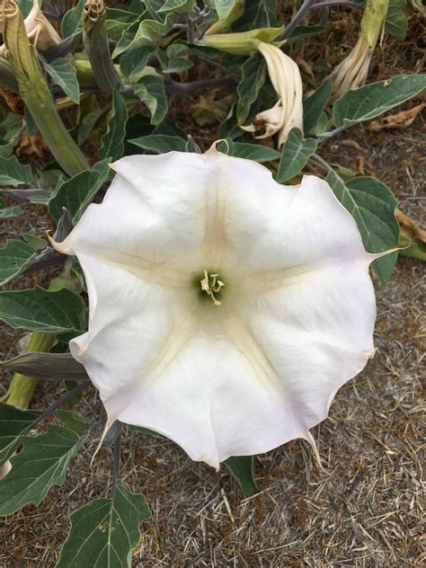 Datura Wrightii Calflora