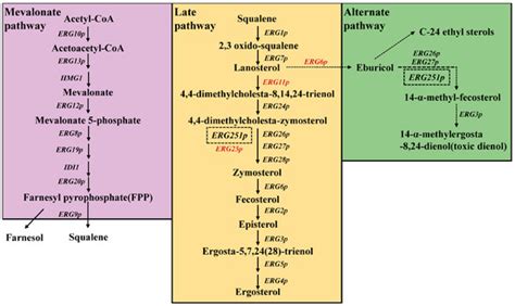 Regulation Of Ergosterol Biosynthesis In Pathogenic Fungi