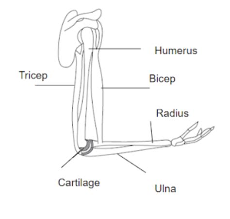 Ib Bio Chapter 20 Flashcards Quizlet
