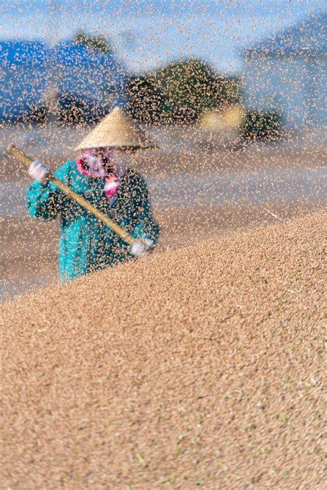 Xi S Moments The Wheat Fields In Heilongjiang Province Facebook