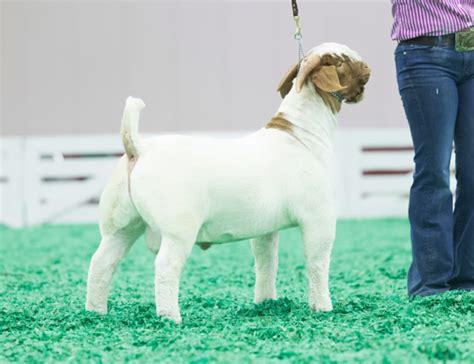 Sires Bounds Show Goats