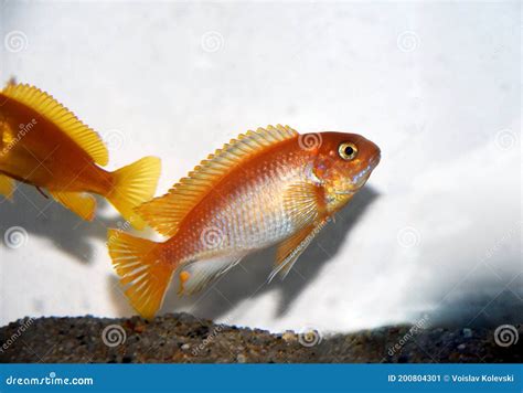 Colorful African Cichlid Freshwater Fish Stock Image Image Of