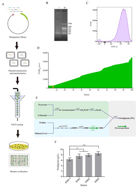 A Novel Method To Screen Strong Constitutive Promoters In Escherichia