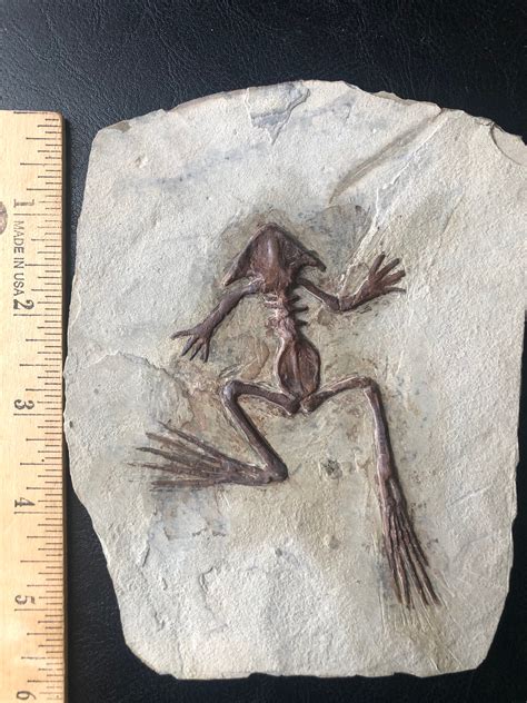 Frog Fossil Wall Display Home Decoration T Etsy