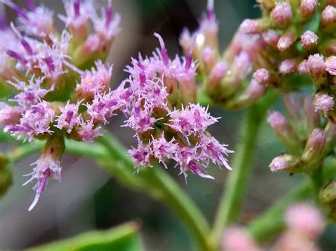 Indian Pluchea Background Images Hd Pictures And Wallpaper For Free