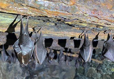 New Data Shows Bat Populations Thriving On Historical Railway Estate