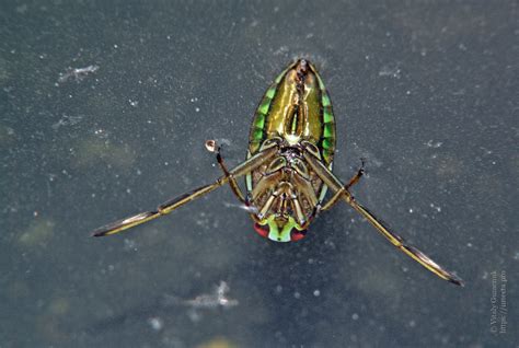 Photo 92832 Notonecta Glauca