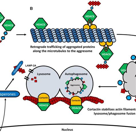 Hdac6 And Its Involvement In Cma And Aggresome Formation A In The