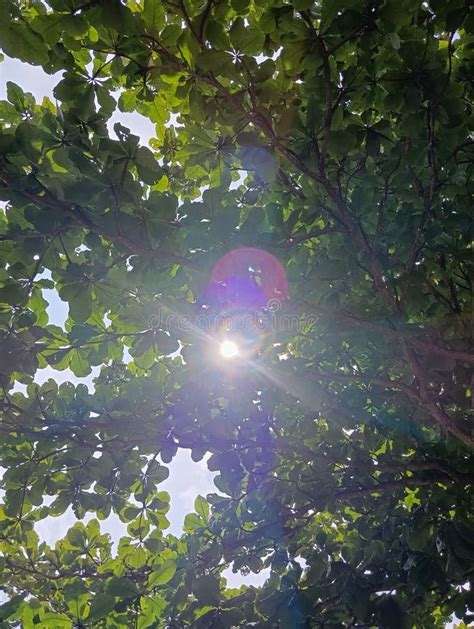 Sunshine Shine Day Under The Tree Stock Image Image Of Forest Green