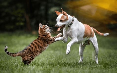 Cachorro Y Gatito Jugando Sweetbin Túneles De 4 Vías Para Gatos De