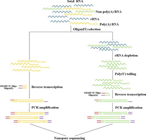 Novel Method Of Full Length RNA Seq That Expands The Identification Of