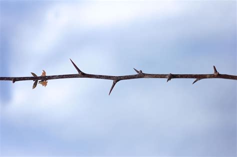 Premium Photo Sharped Plant Part Thorn Stem