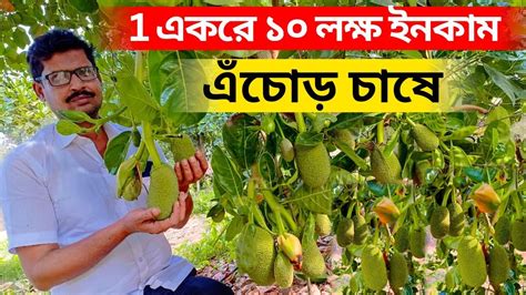 এঁচোড় চাষে ১একরে বছর১০ লক্ষ টাকা ইনকাম। Jackfruit Farming In West Bengal Youtube