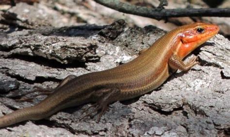 Broad Headed Skink