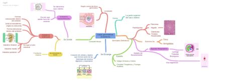 Capas Germinativas Endodermo Pdf Epitelio Embrión
