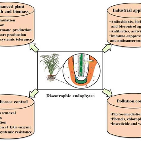Schematic Presentations Of Plant Colonization By Endophytic Bacteria