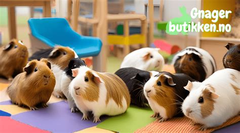 Marsvin Hjemme Gnagerbutikkenno