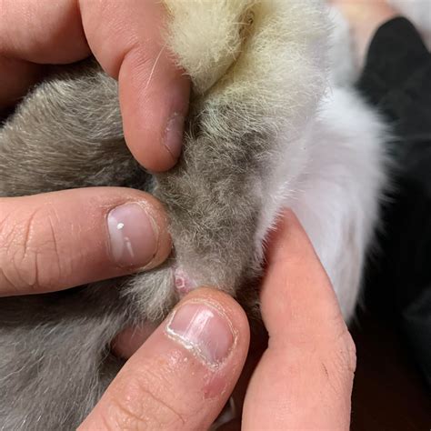 Pathologies Communes Du Lapin Larche De Bagheera