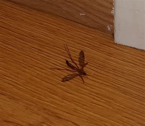 At First I Thought It Was A Tipula And Just Wanted To Take It Outside But When Getting Closer It