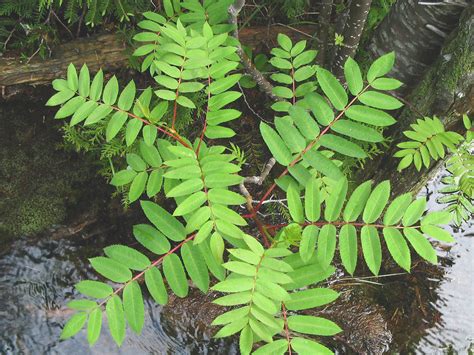 Sorbus decora (showy mountain-ash): Go Botany