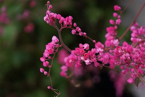 Arbusto De Abeja Flores Planta Foto Gratis En Pixabay Pixabay
